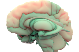 Columbia University's Brain Index Exhibit